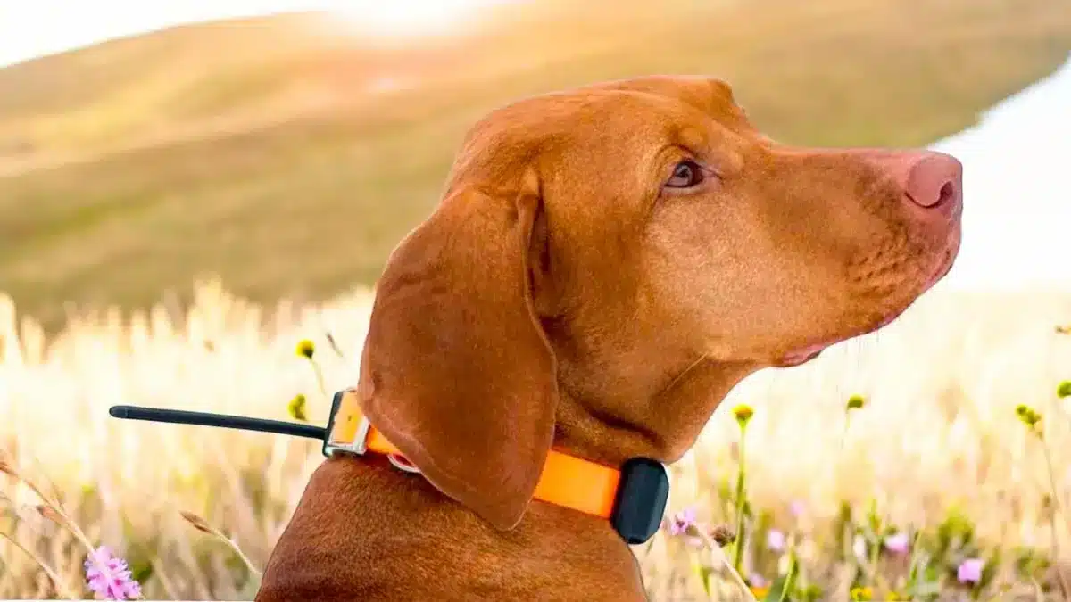 ¿Qué collar GPS para perros de caza puedo comprar?