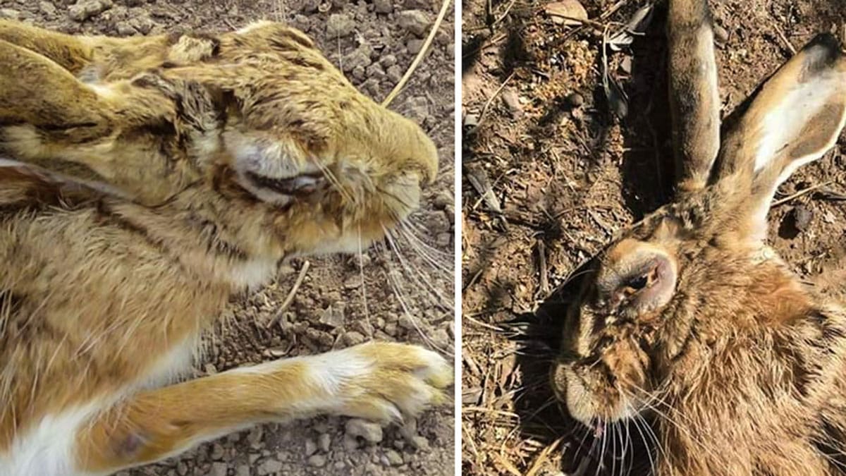 Mixomatosis en liebres: esto es todo lo que sabemos sobre la enfermedad