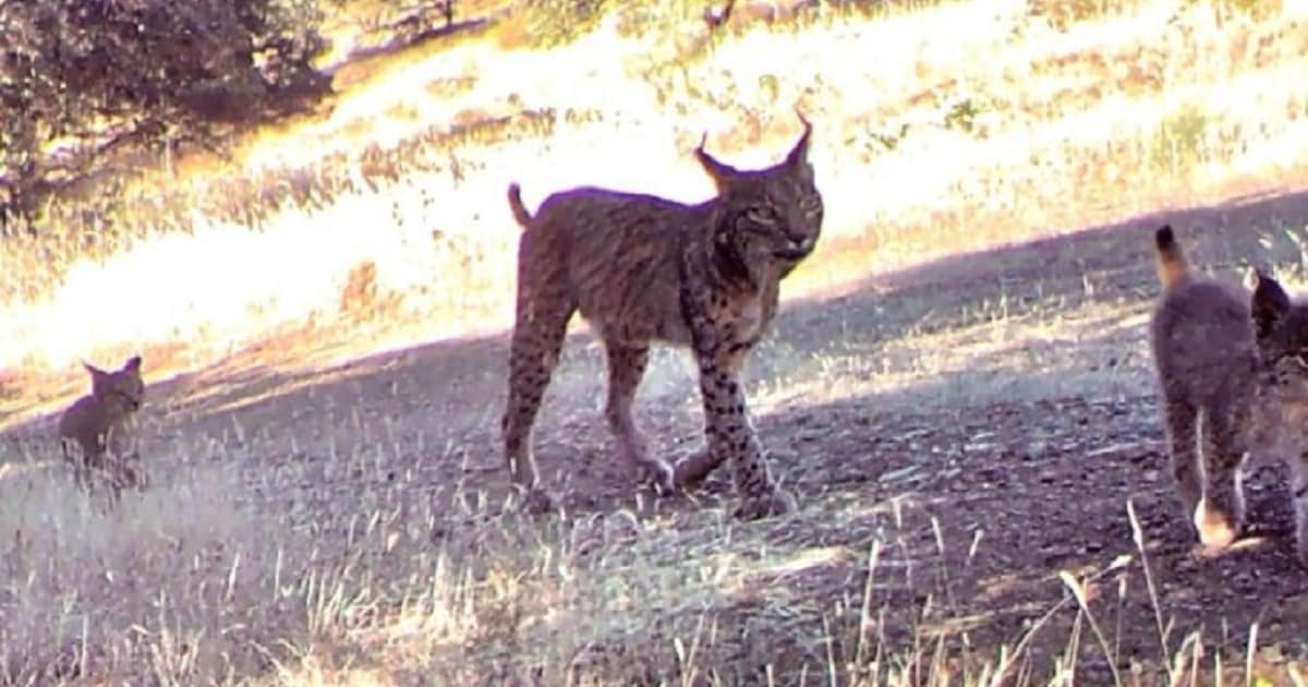 Nacen los primeros cachorros de lince en libertad en un coto de caza