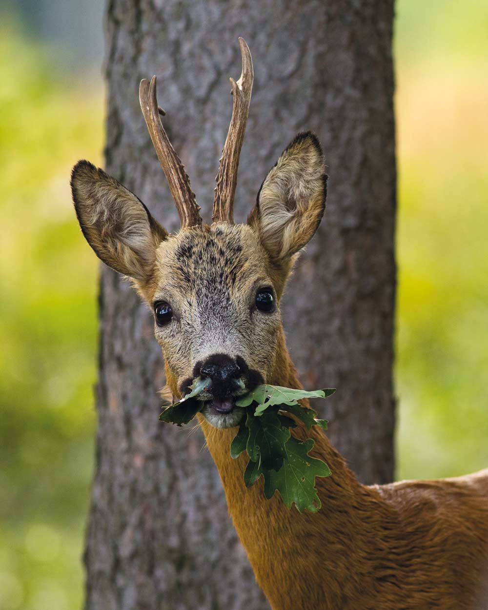 9 preguntas (con respuesta) sobre el comportamiento del corzo