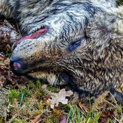 Graban a un lobo atacando un rebaño de ovejas a plena luz del día