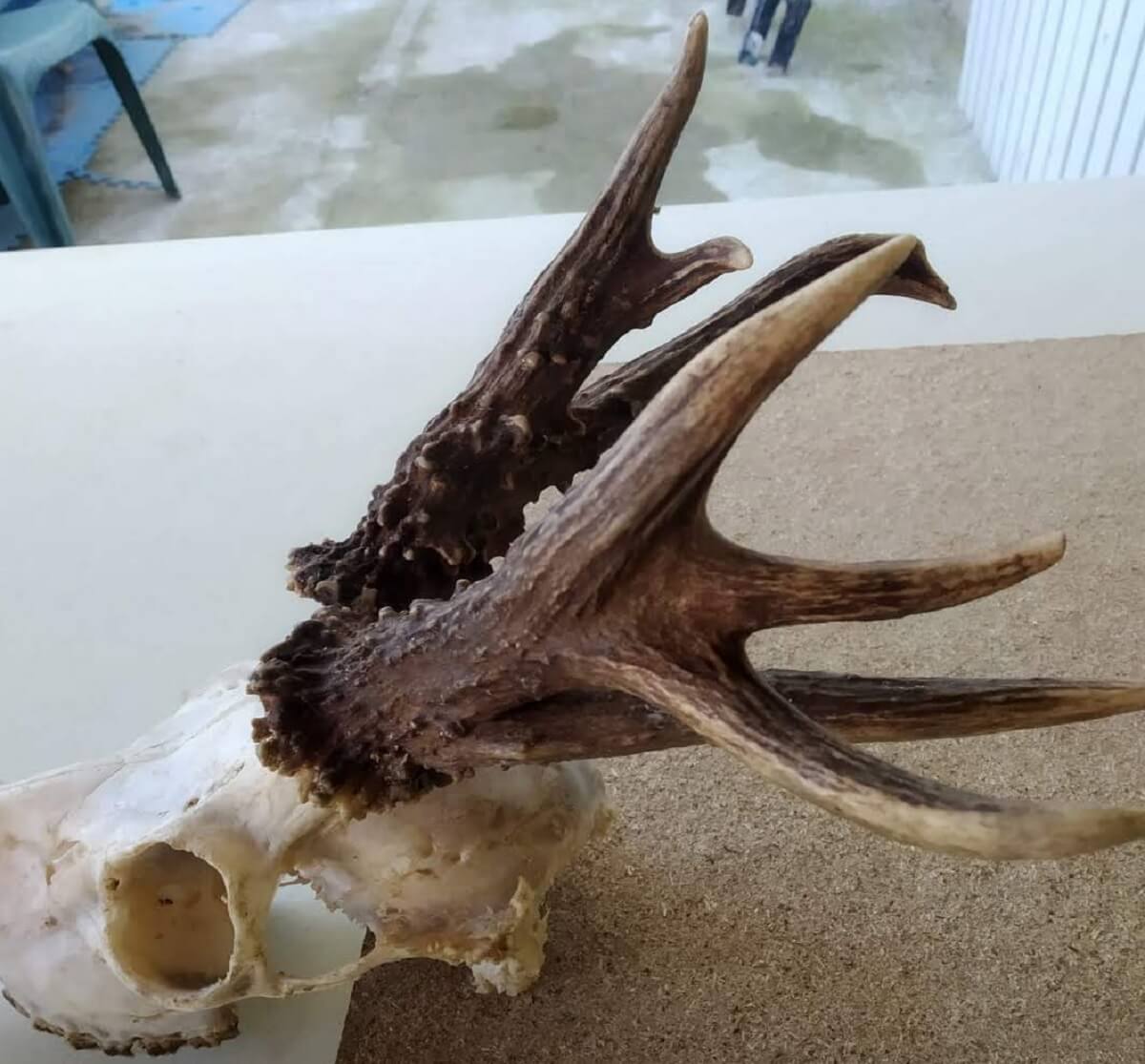 Así cazaron uno de los corzos más raros de Aragón