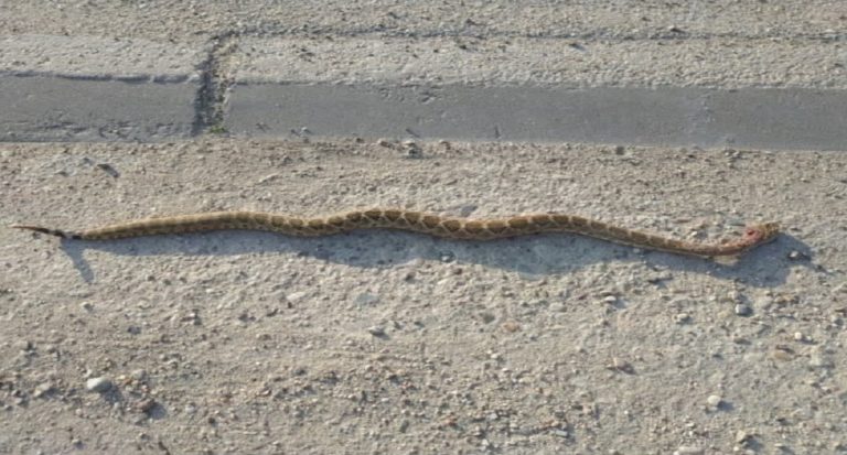 En estado grave tras ser mordido por una serpiente de cascabel que ha ...