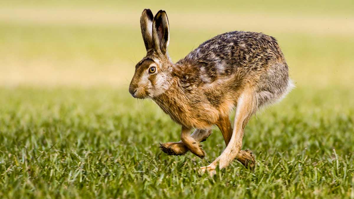 ¿Cuántos tipos de liebre hay en España?