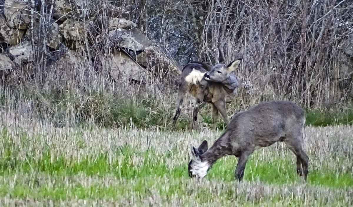 Un cazador halla una extraña corza con media cara blanca en Soria