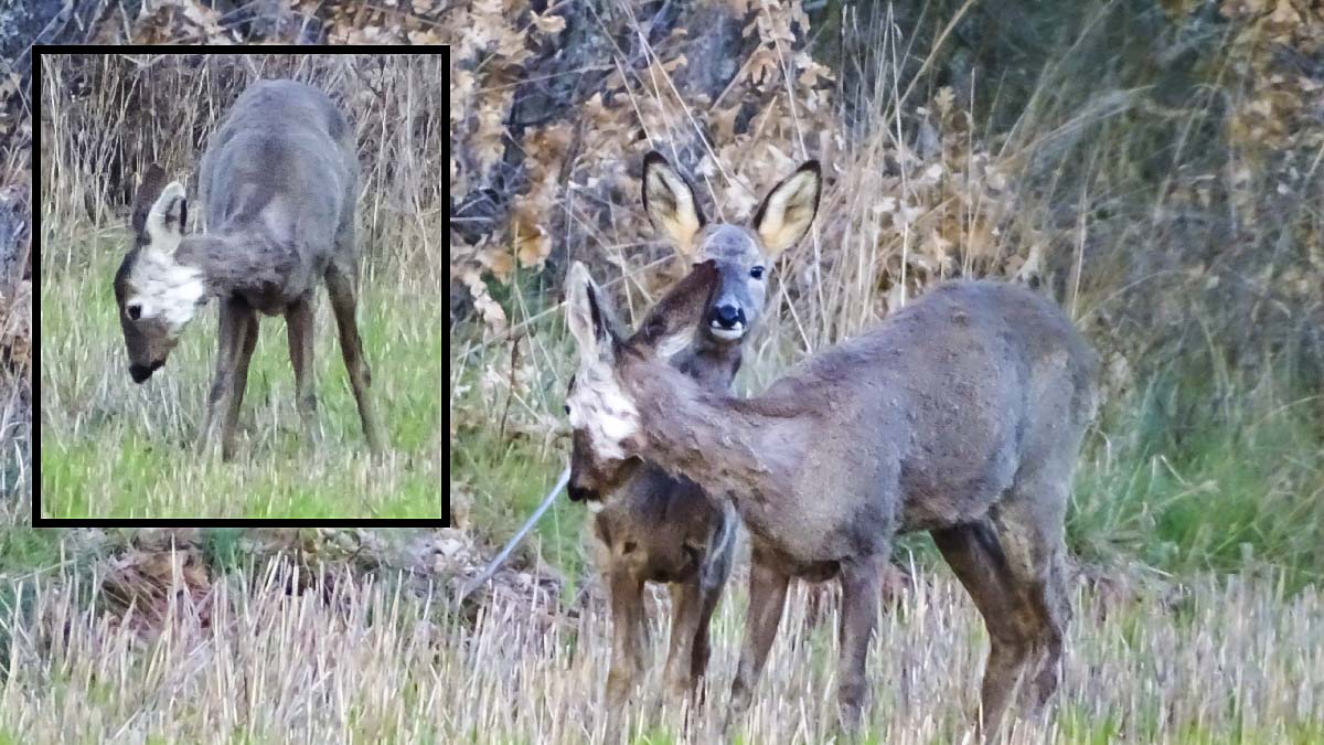 Un cazador halla una extraña corza con media cara blanca en Soria