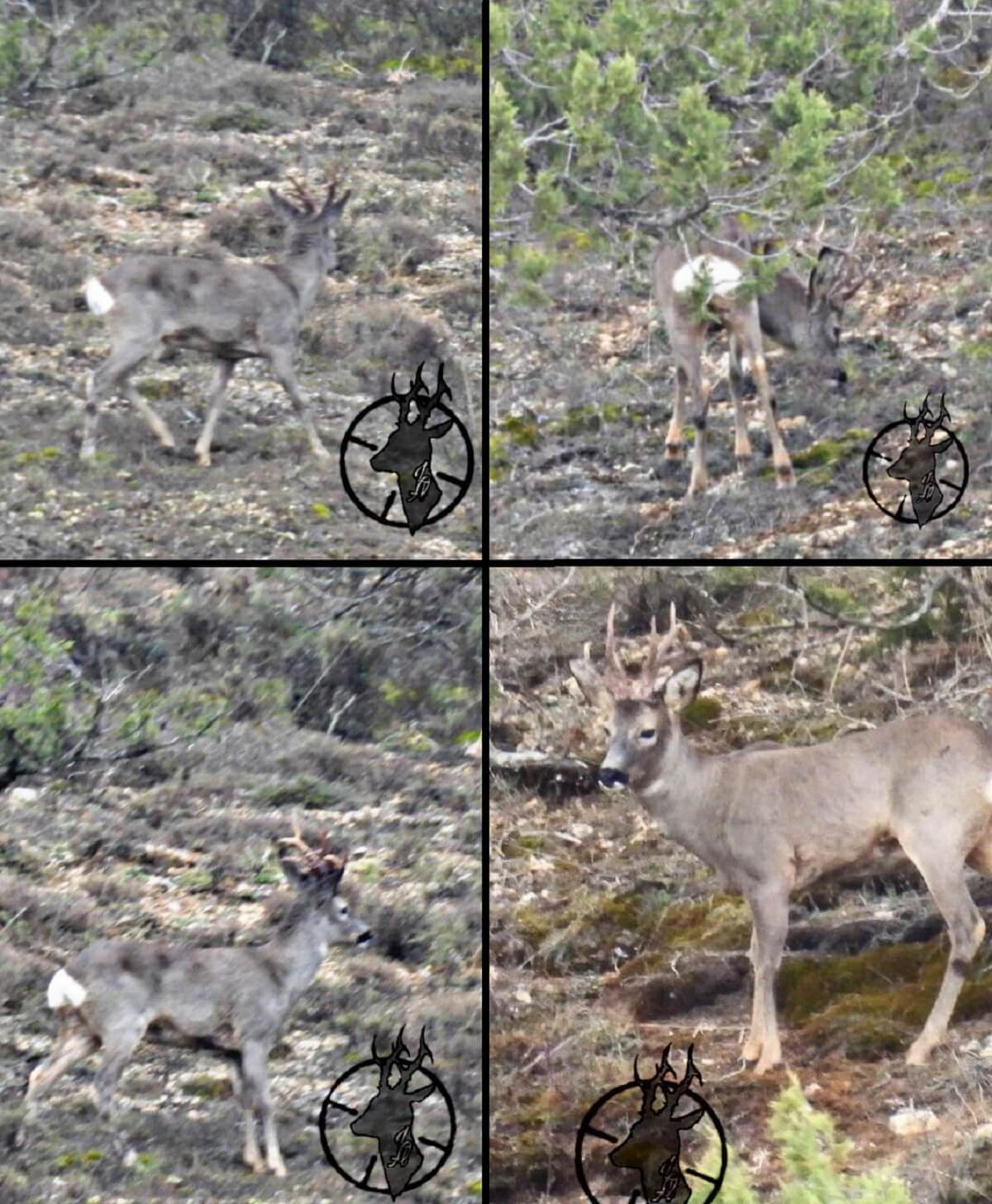 Una joven caza un corzo raro de 11 puntas en Guadalajara y rompe a ...