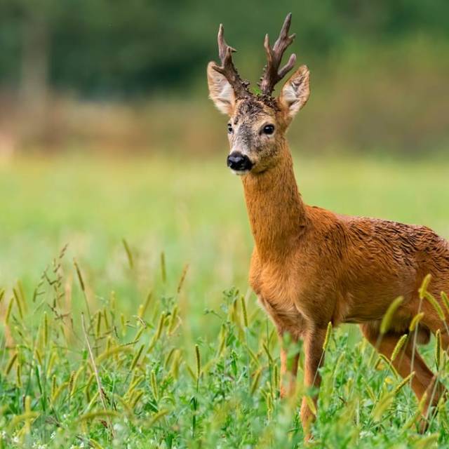 Así es como se duerme un corzo: insólitas imágenes captadas por un cazador