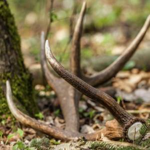 Este vídeo te enseña a tallar cuernas de ciervo de una manera sencilla