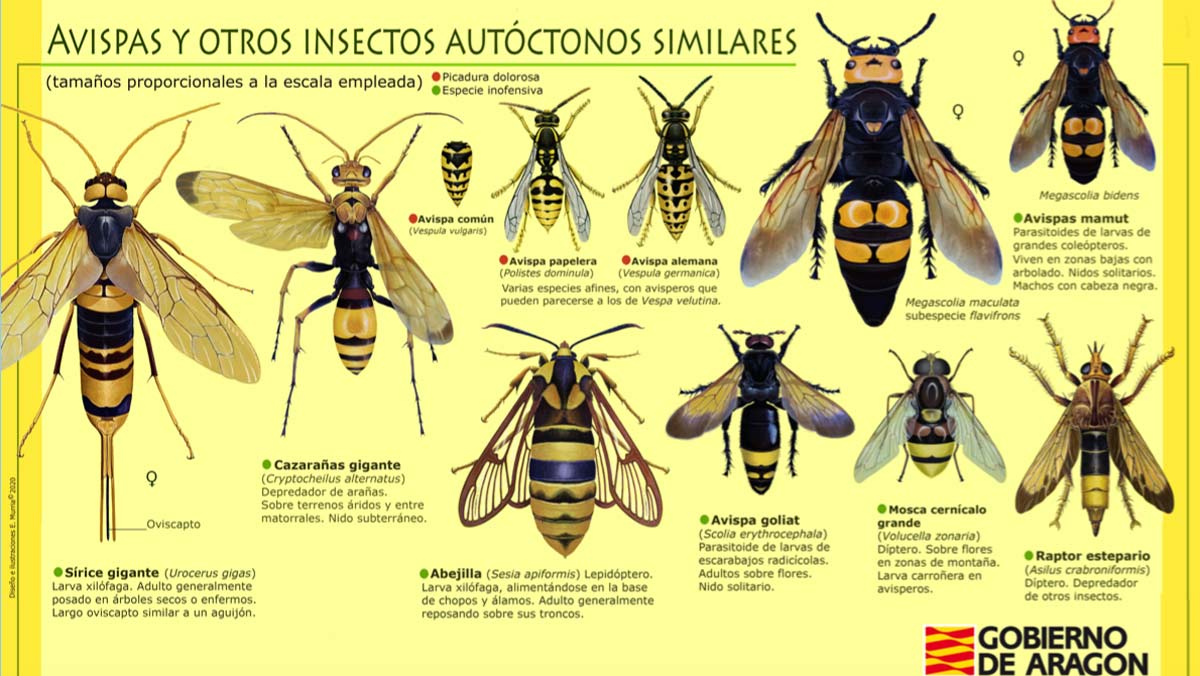 Vespa velutina: ¿Cómo distinguir a una avispa asiática de una común?