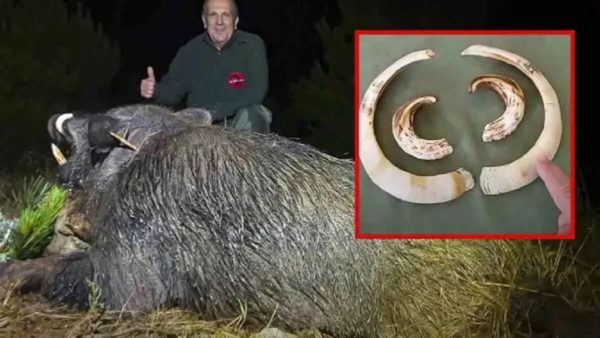 Caza un enorme jabalí con estos terribles colmillos ¡en un campo de opio!