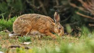 ¿Cuántos tipos de liebre hay en España? - Revista Jara y Sedal