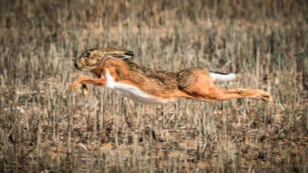 Se graban corriendo liebres de noche y con las luces del coche: el ...