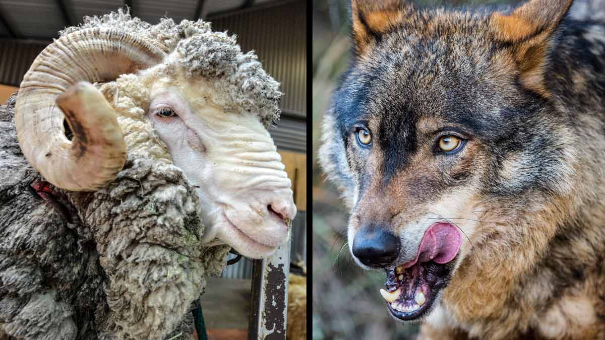 Una cámara graba el ataque de dos lobos a un carnero en Galicia