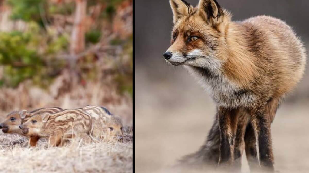 Los zorros también depredan sobre las crías de jabalí