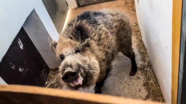 El extraordinario cambio físico de El Pencho tras perder 60 kilos