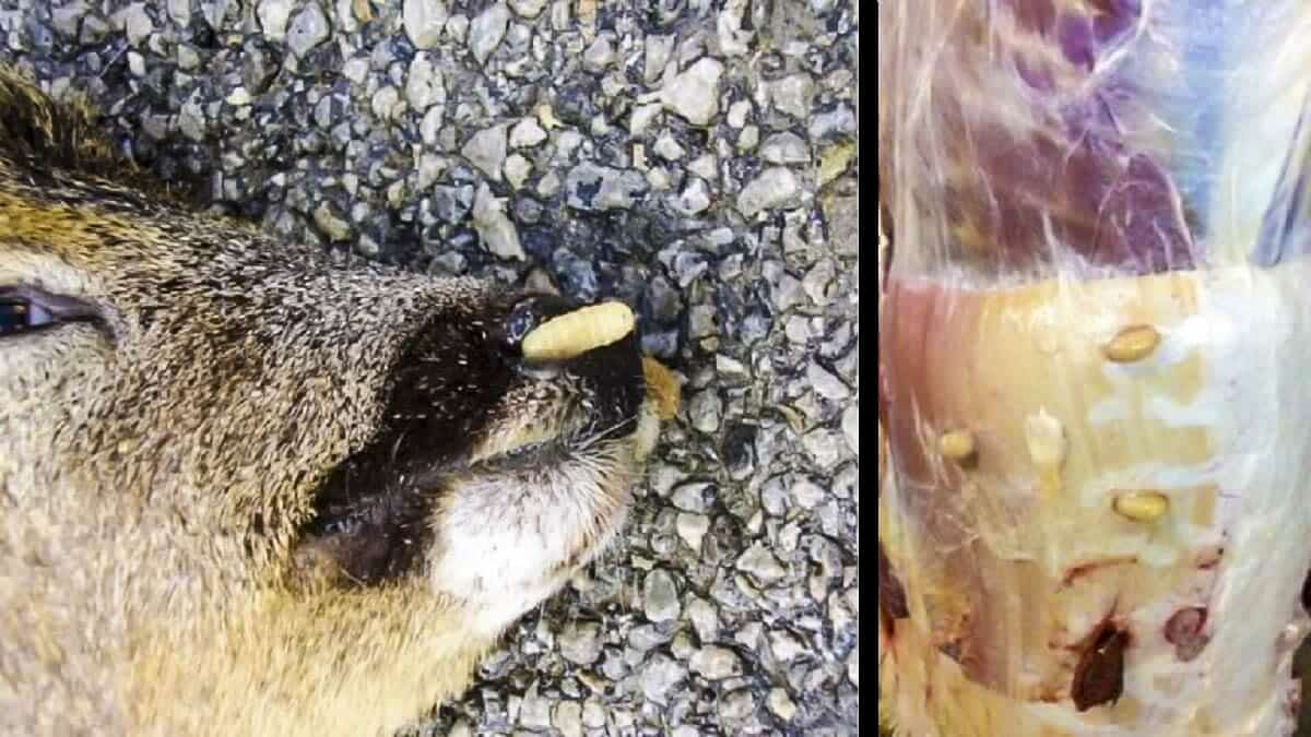 Cephenemyia stimulator: así son los gusanos del corzo