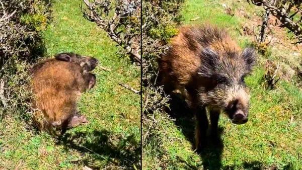 Sorprende a un jabalí durmiendo y este reacciona atacándolo