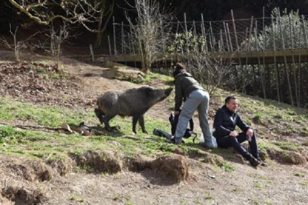 Un jabalí ataca a una mujer en Barcelona para quitarle la comida