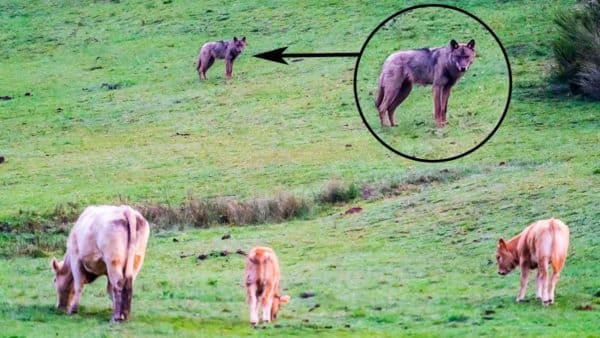 Un ganadero fotografía a un lobo ibérico acechando a sus vacas en León