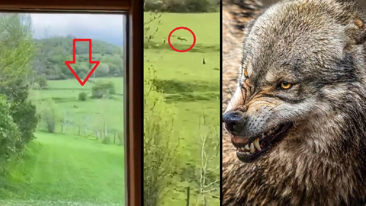 Graban a dos lobos desde el sofá de su casa