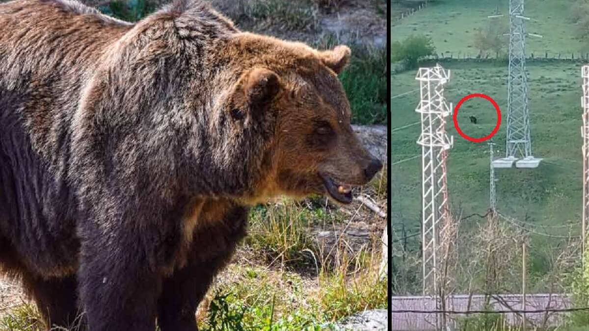 Graba desde su casa un oso deambulando por un pueblo de León