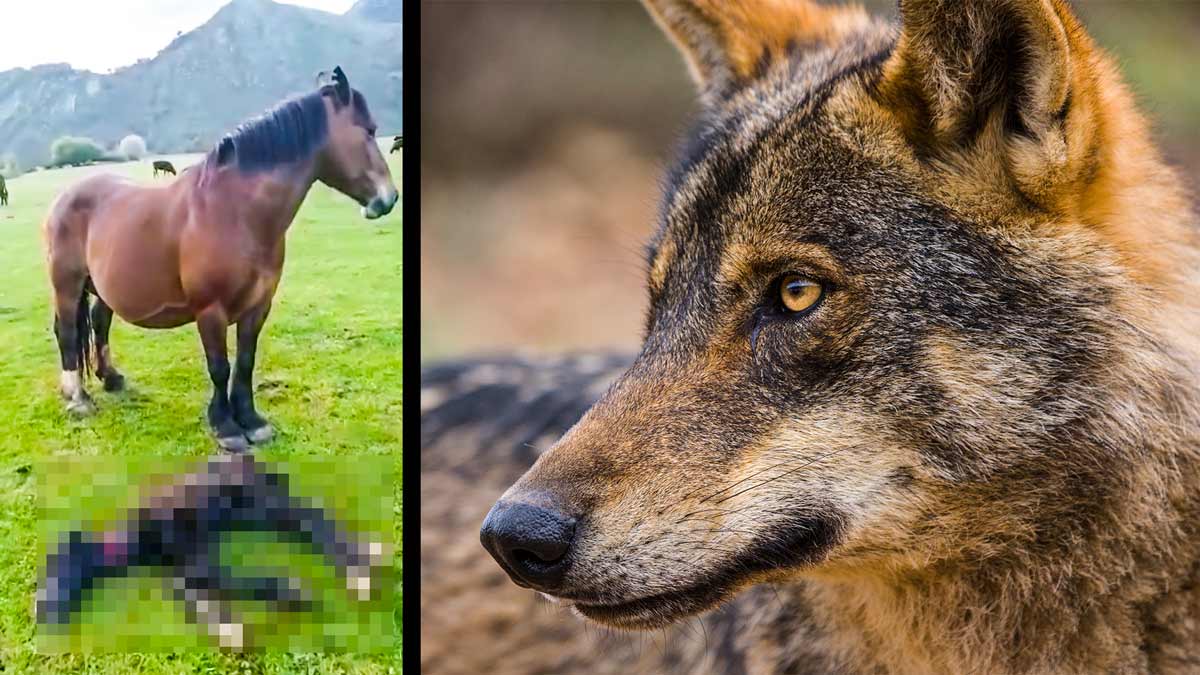 Esta es la realidad del lobo que conmociona al mundo rural y es ...