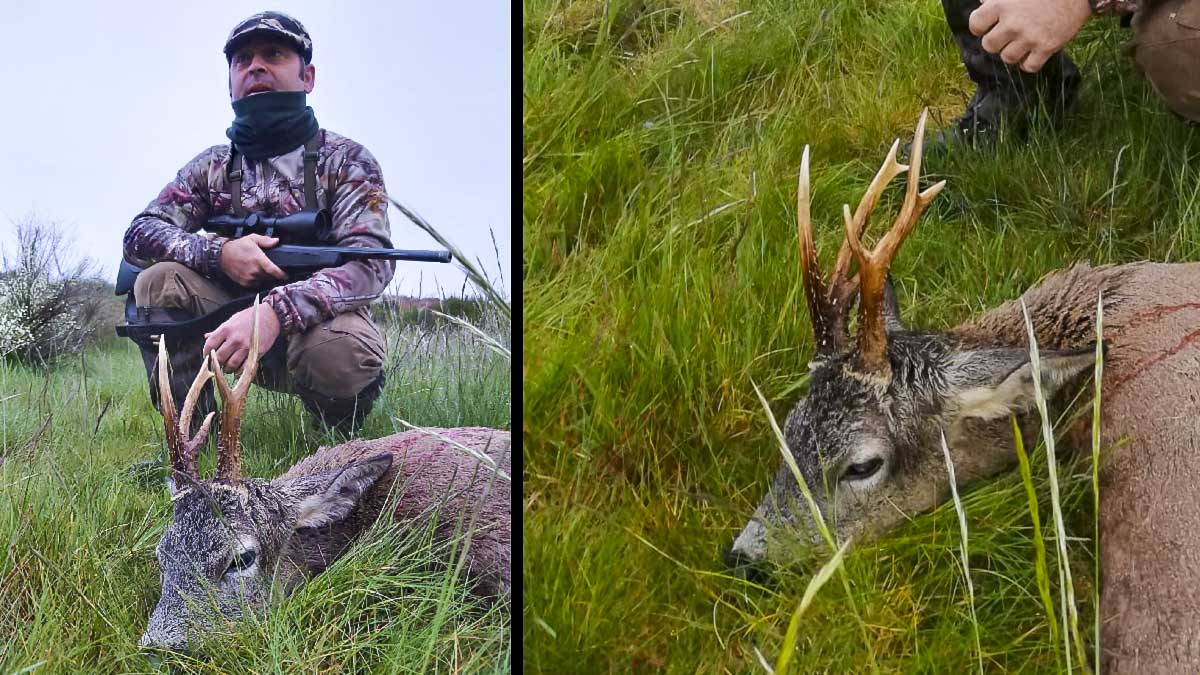 Arrienda un coto a 700 kilómetros de su casa y caza este corzo multipuntas