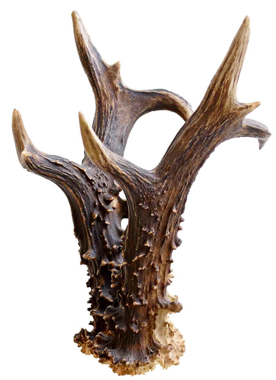 10 términos del argot del corzo que todo cazador debe conocer