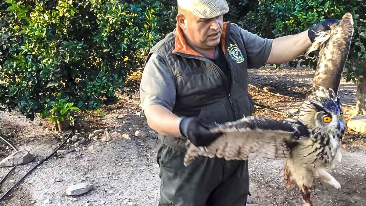 Así salvó El Pencho a un búho en apuros mientras capturaba conejos