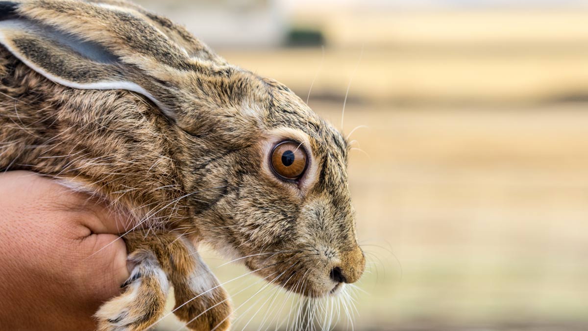 ¿Son efectivas las translocaciones de liebres ibéricas para repoblar cotos de caza?
