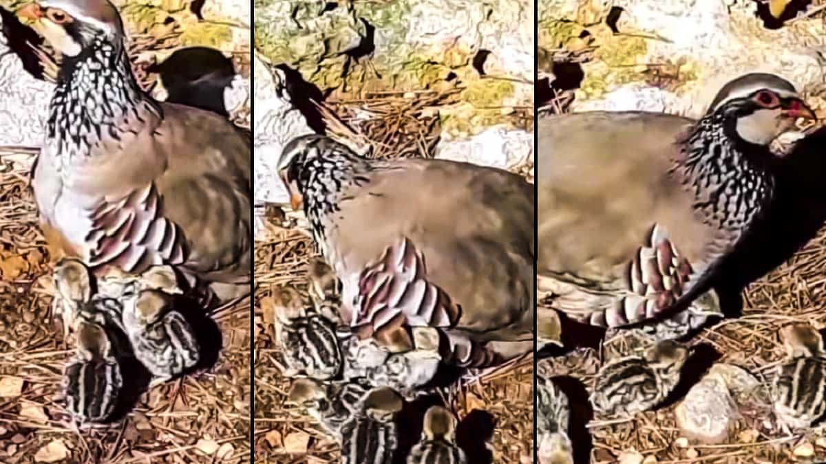 Amor de madre: así protege una perdiz a sus polluelos