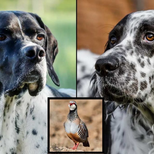 Pointer inglés, el rey de la muestra en la caza