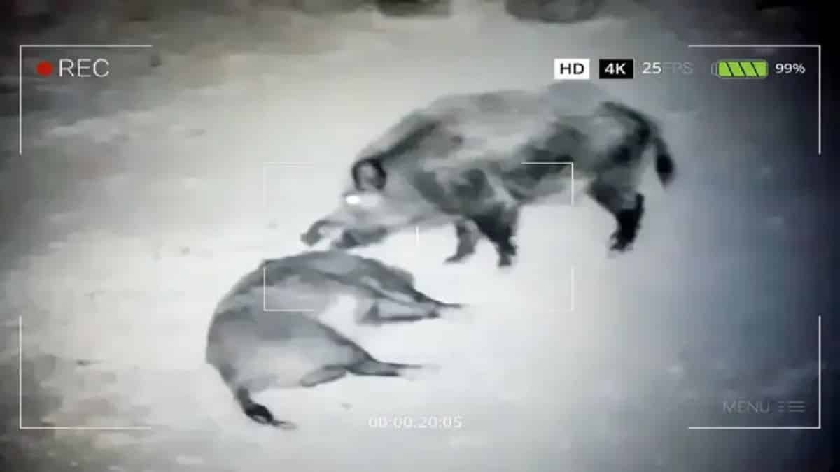 Caza un enorme jabalí en espera, entra otro más grande y comienza a ...