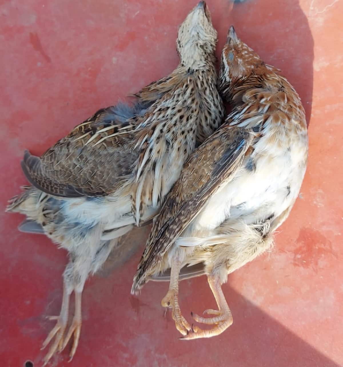 Cinco codornices muy raras cazadas en el inicio de la media veda