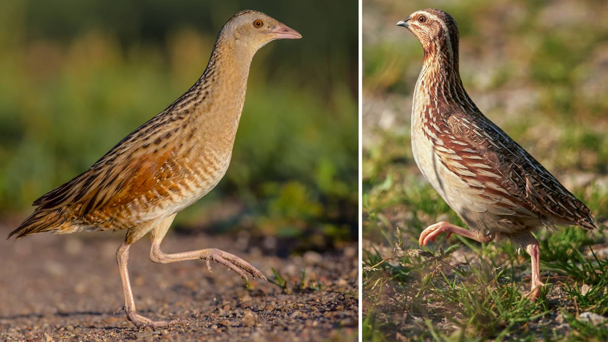 Guion de codornices, el ave que sorprende a los cazadores en media veda ...