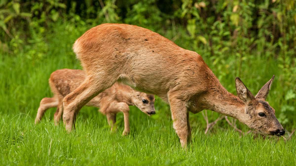 7 curiosidades sobre el celo del corzo que tal vez desconocías