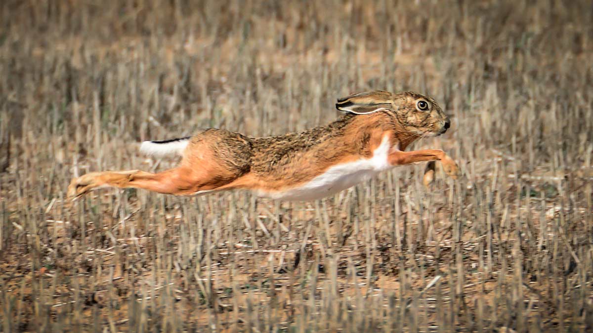 Conejo y liebre: Fedexcaza financia un estudio para ver cómo le afectan ...