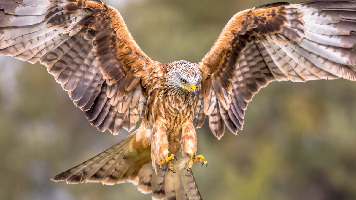 Liberan 21 milanos reales para recuperar la especie en Cazorla