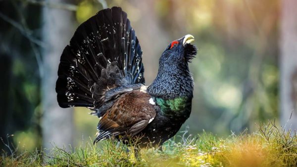 ¿Por qué los ecologistas quieren declarar a la codorniz en peligro de ...