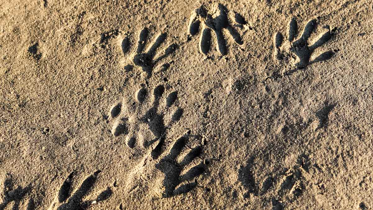 Jara y Sedal. La Revista De Caza Líder Desde 2001