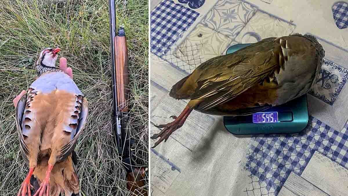 Caza una enorme hembra de perdiz roja de casi 600 gramos en Castellón