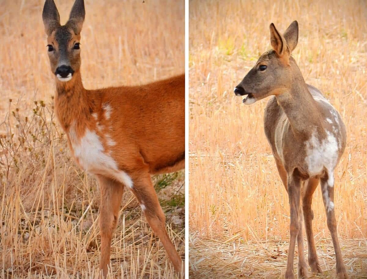 Un cazador de palomas se topa con una preciosa corza blanca