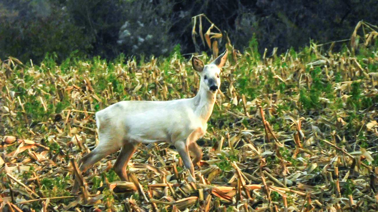 Un cazador de palomas se topa con una preciosa corza blanca