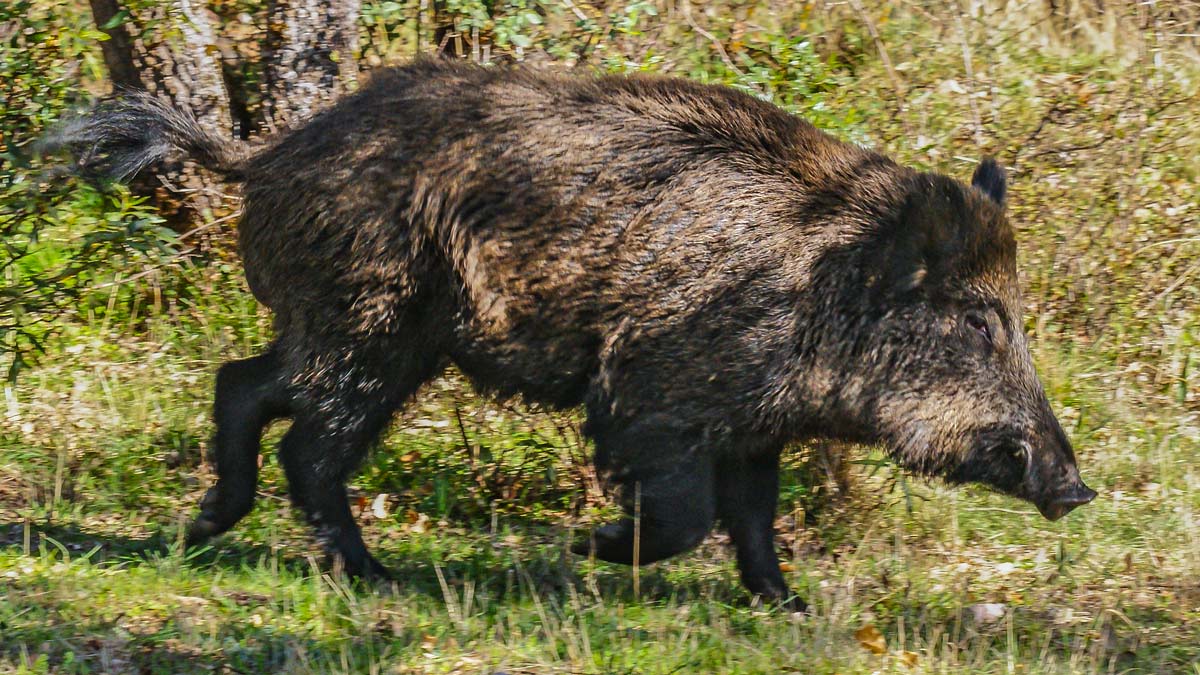 Un jabalí hiere en la pierna un excursionista en Cataluña