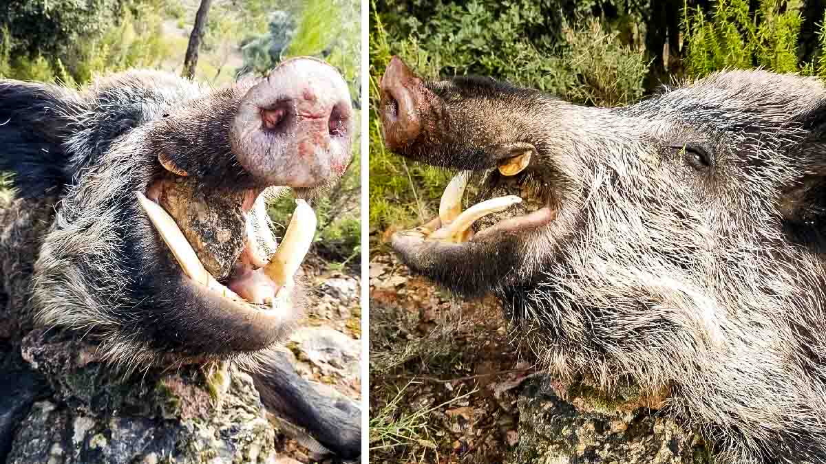 Cazan una macarena: una hembra de jabalí con los colmillos de un gran macho