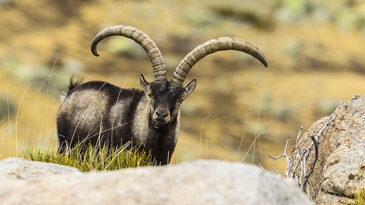 Asturias permitirá la caza de la cabra montés