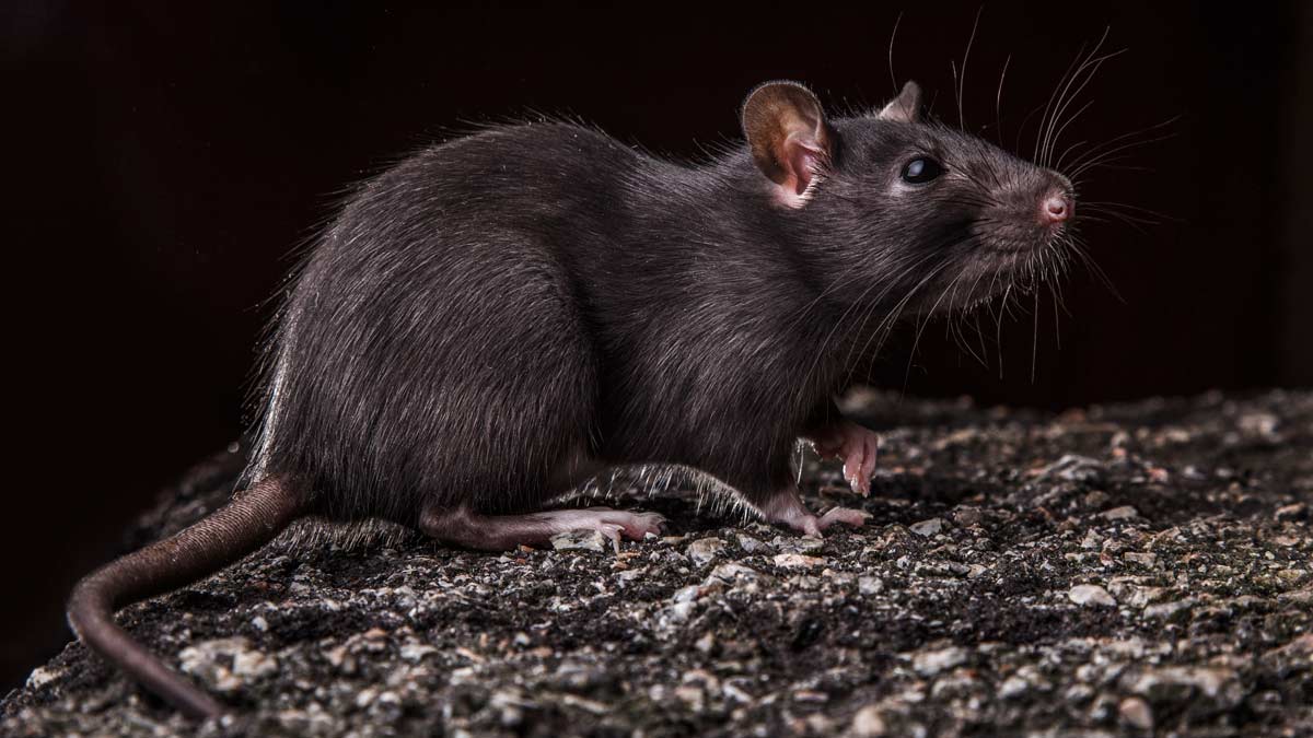 La ley de protección animal impulsará la expansión de la temida rata negra