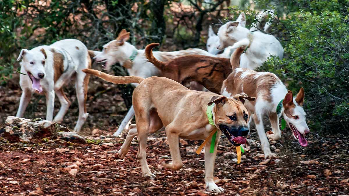 Prohíben la caza del jabalí con 'jaurías' de perros en La Pampa argentina