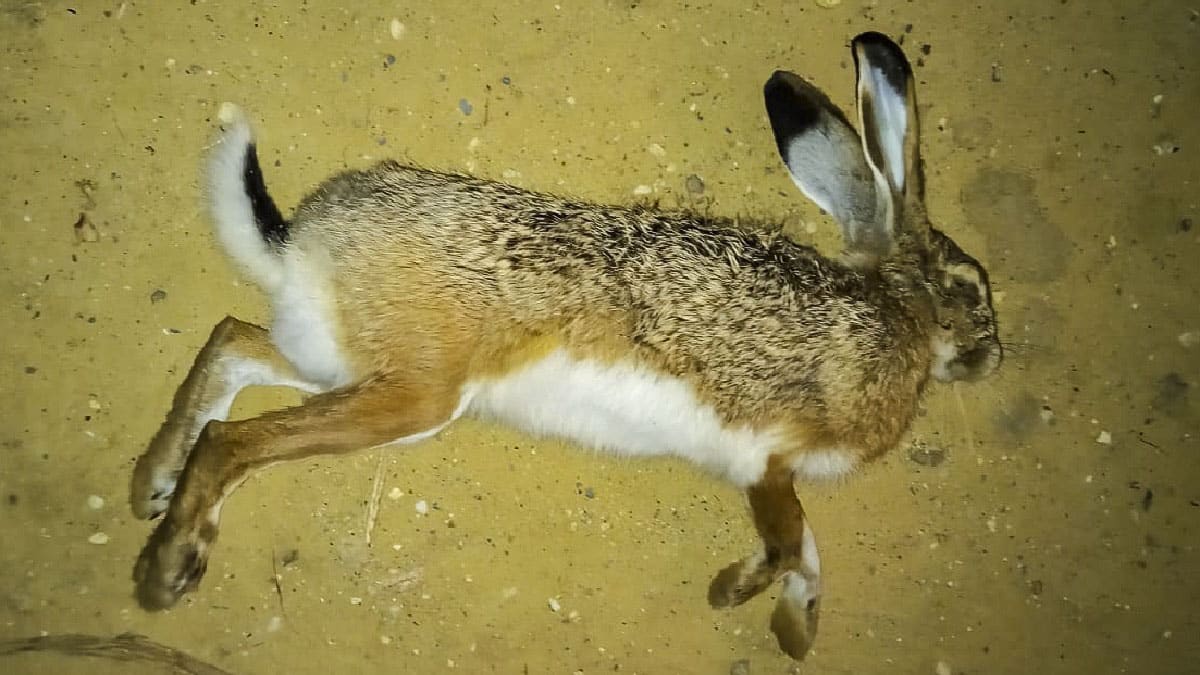 Mixomatosis: estos son los síntomas en las liebres que sufren esta ...